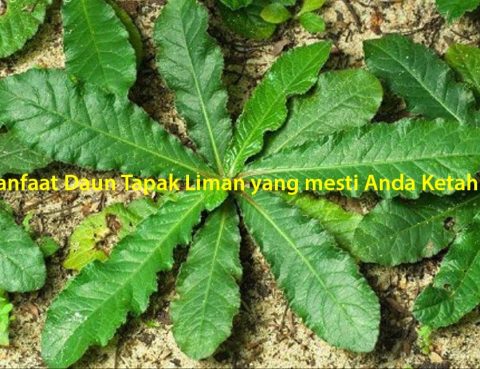 daun tapak liman adalah Archives - Rumah Sakit Karanggede Sismamedika